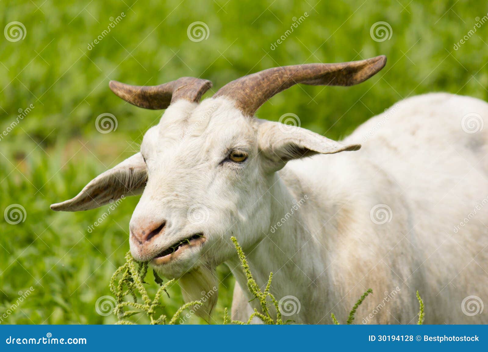 The Goat stock photo. Image of grass, grazing, season - 30194128