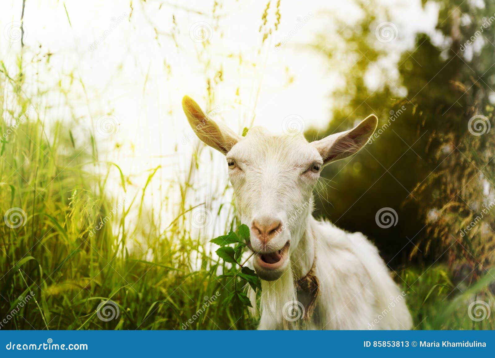 554 Goat Chewing Grass Photos - Free & Royalty-Free Stock Photos from ...