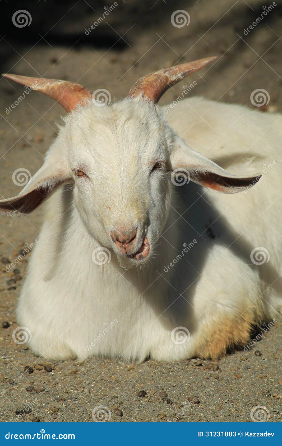 Goat stock image. Image of chew, farmyard, horns, animal - 31231083