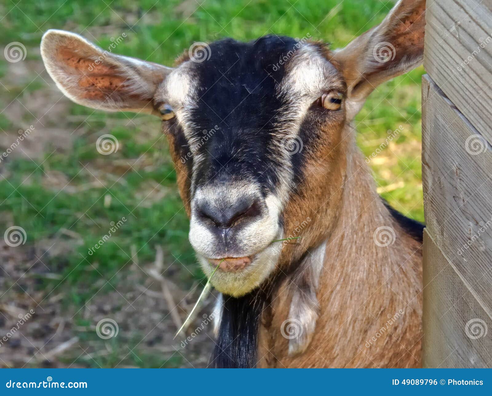 Goat Chewing Straw stock photo. Image of goat, billie - 49089796