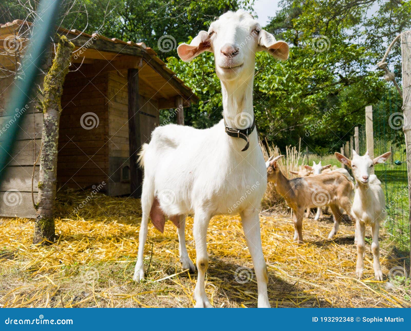 Goat and child stock photo. Image of grassland, child - 193292348