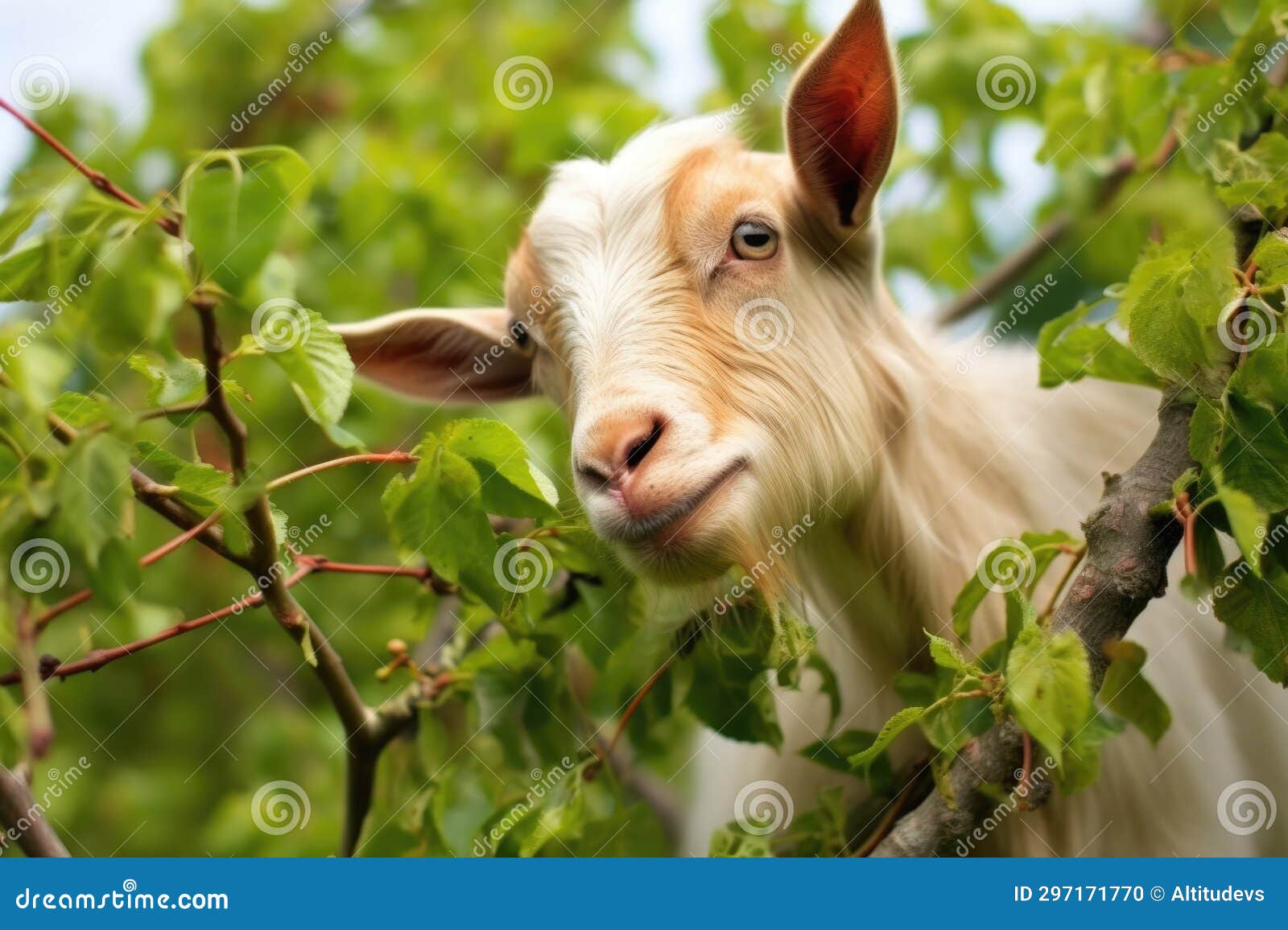 A Goat Chowing Down on a Shrub Stock Photo - Image of shrub, wildlife ...