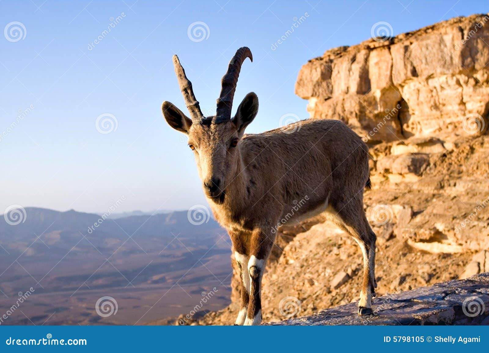 Goat on cliff stock image. Image of dwelling, deer, goat - 5798105