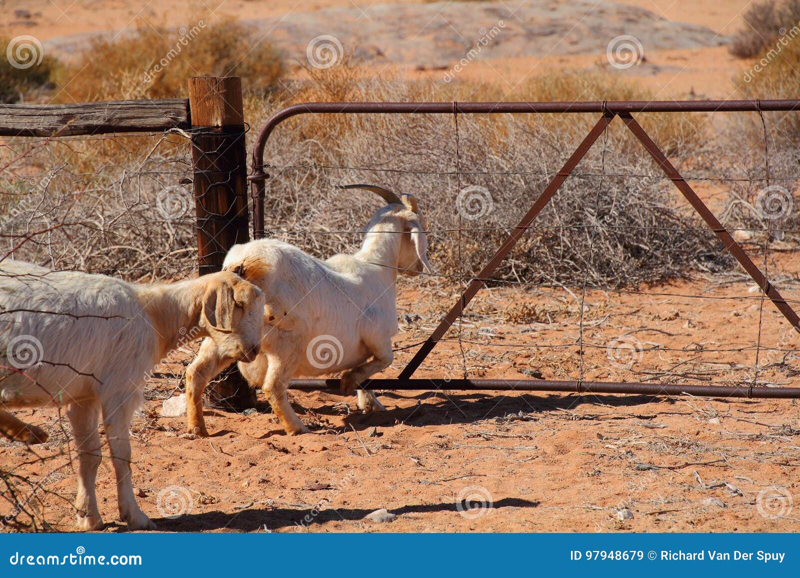 Goat Climbing through a Gate Stock Image - Image of artful, cunning ...