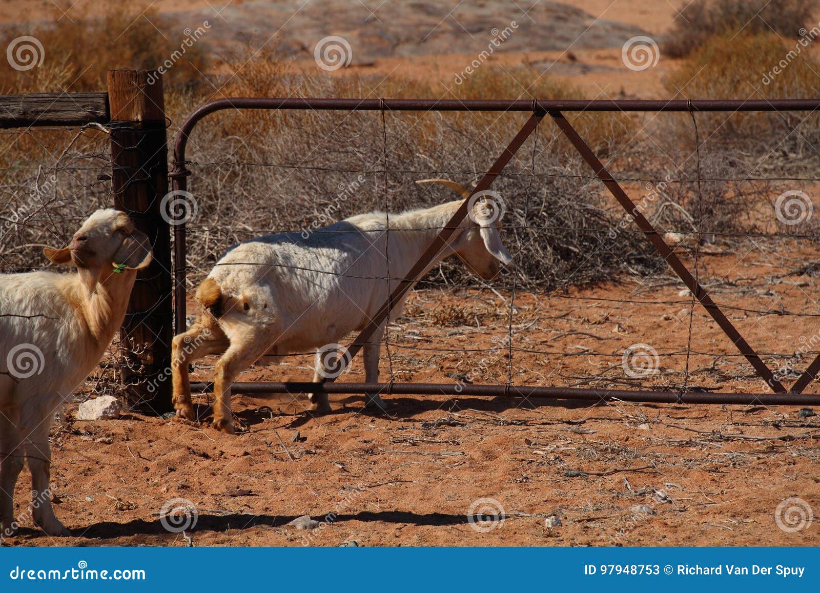 Goat Climbing through a Gate Stock Image - Image of shrewd, format ...