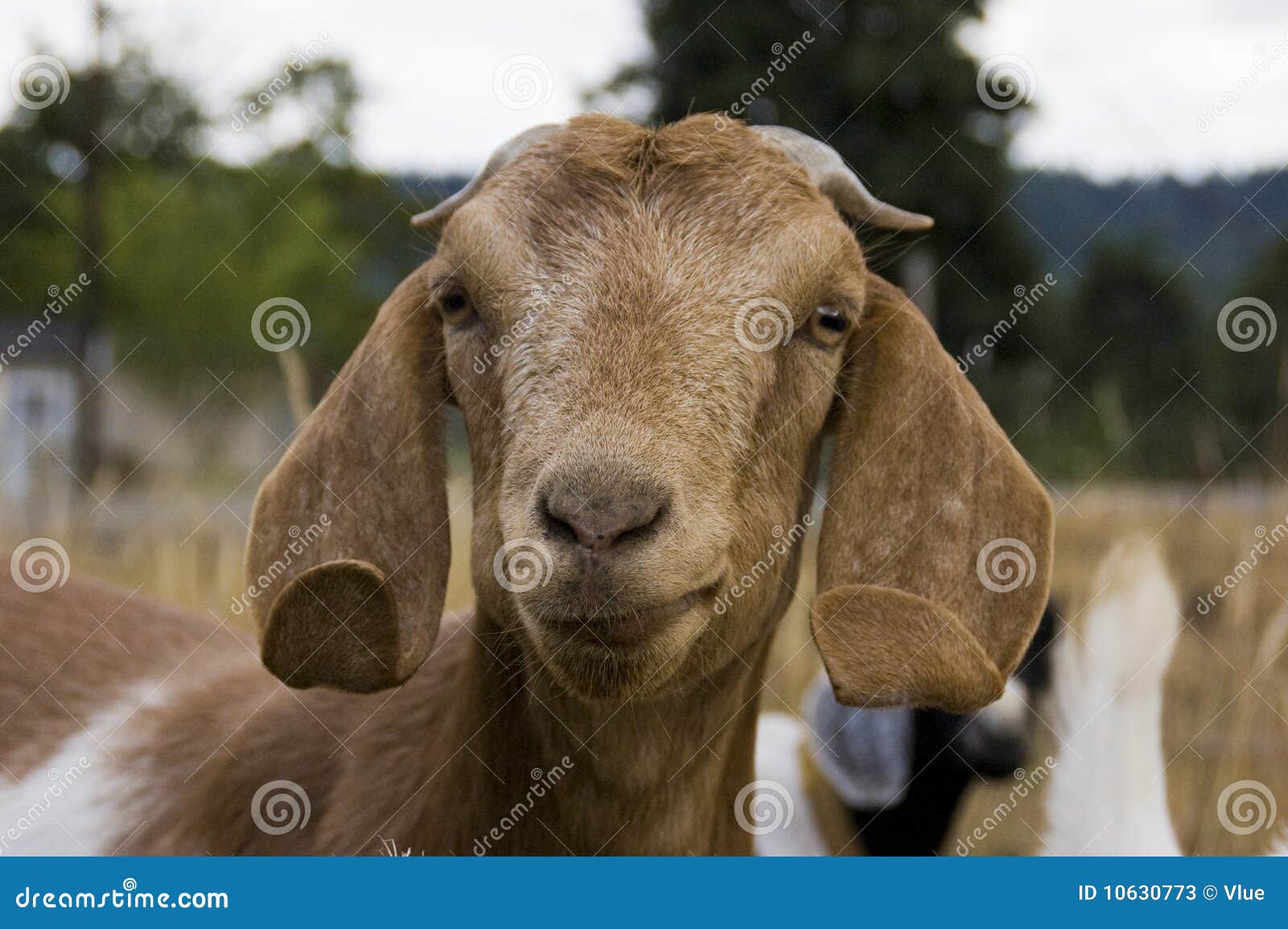 Goat close up stock image. Image of brown, goat, field - 10630773