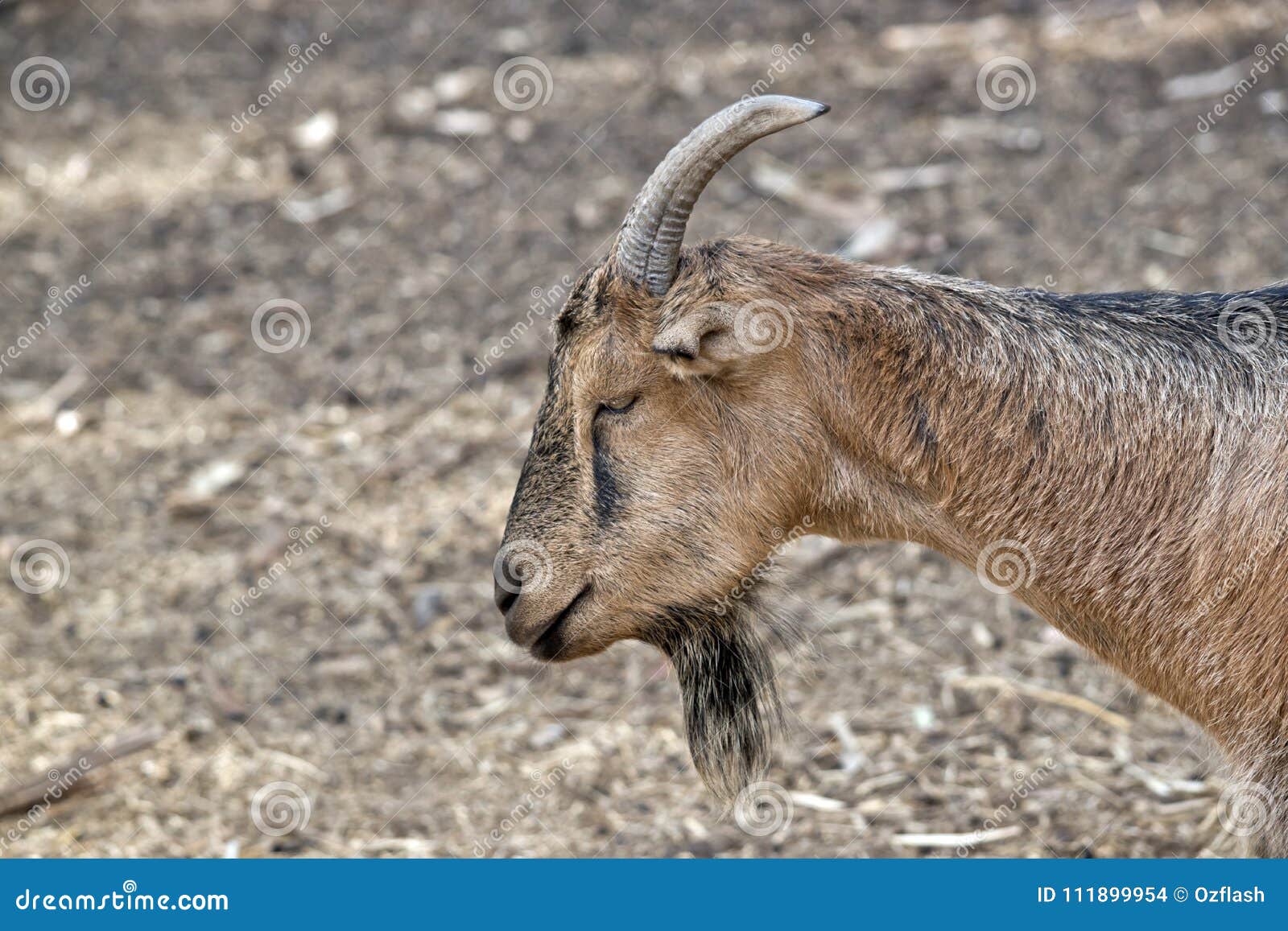 Goat close up stock photo. Image of close, black, animal - 111899954