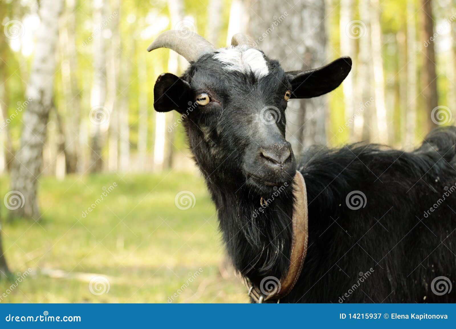 Goat (close up) stock image. Image of farm, pasture, pets - 14215937