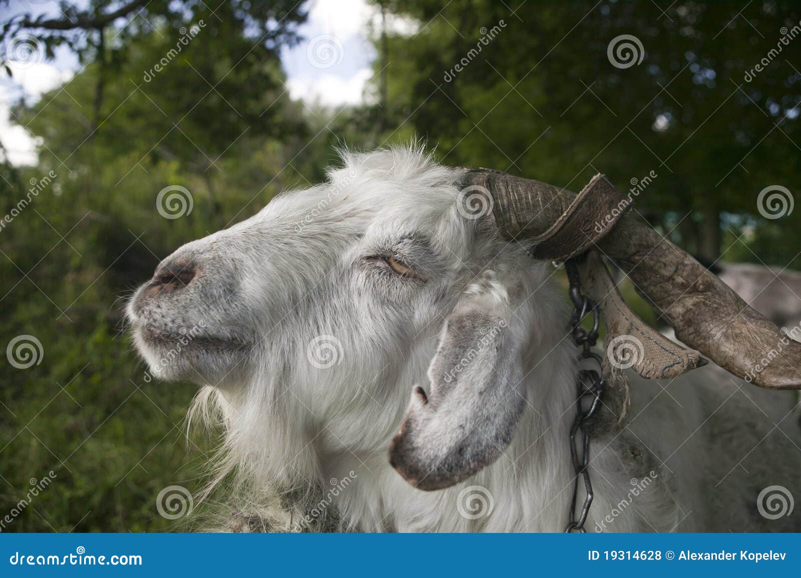 Goat, close-up. stock photo. Image of mammal, head, agriculture - 19314628