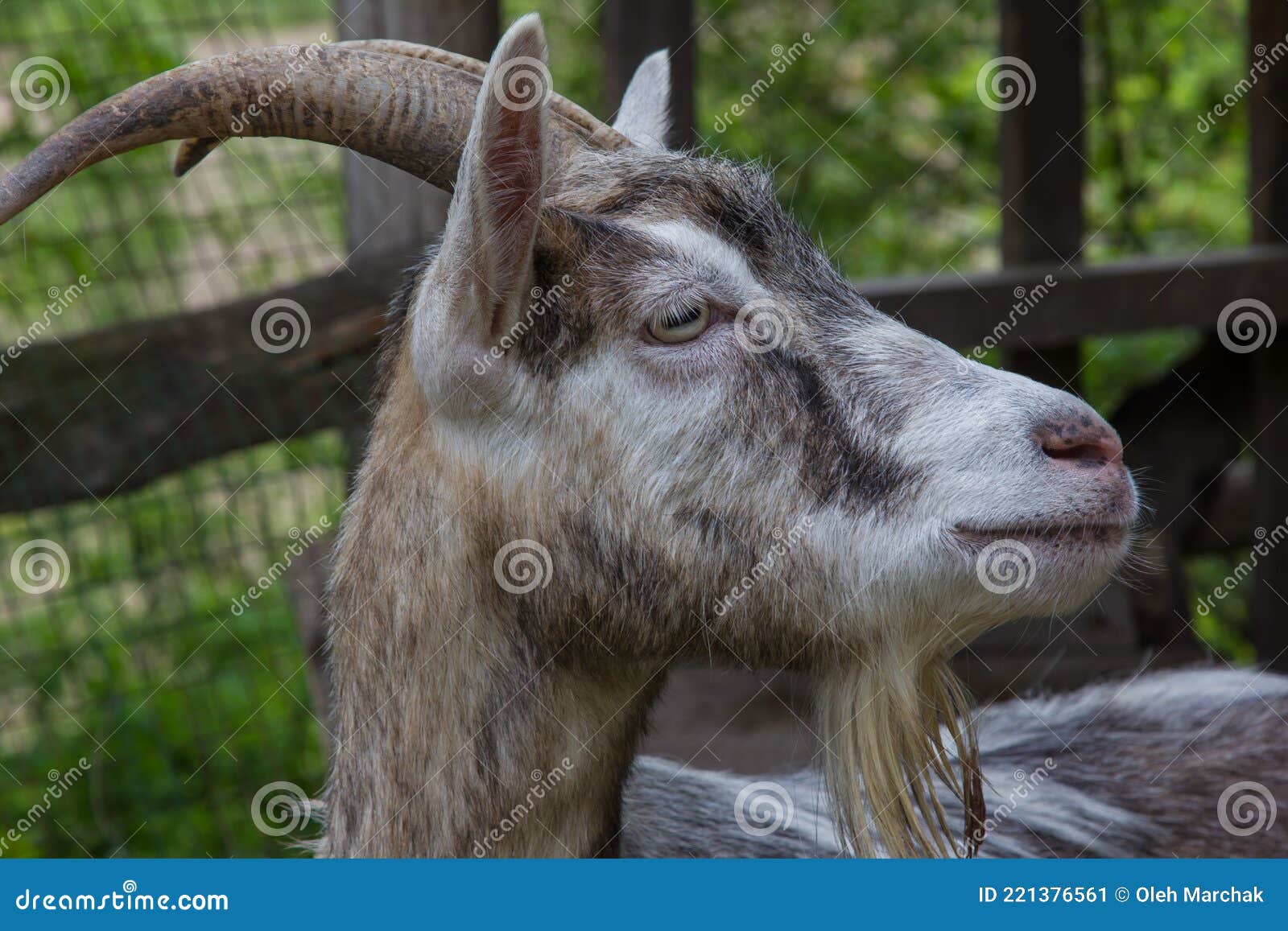 Goat close up stock image. Image of horn, mammal, nature - 221376561