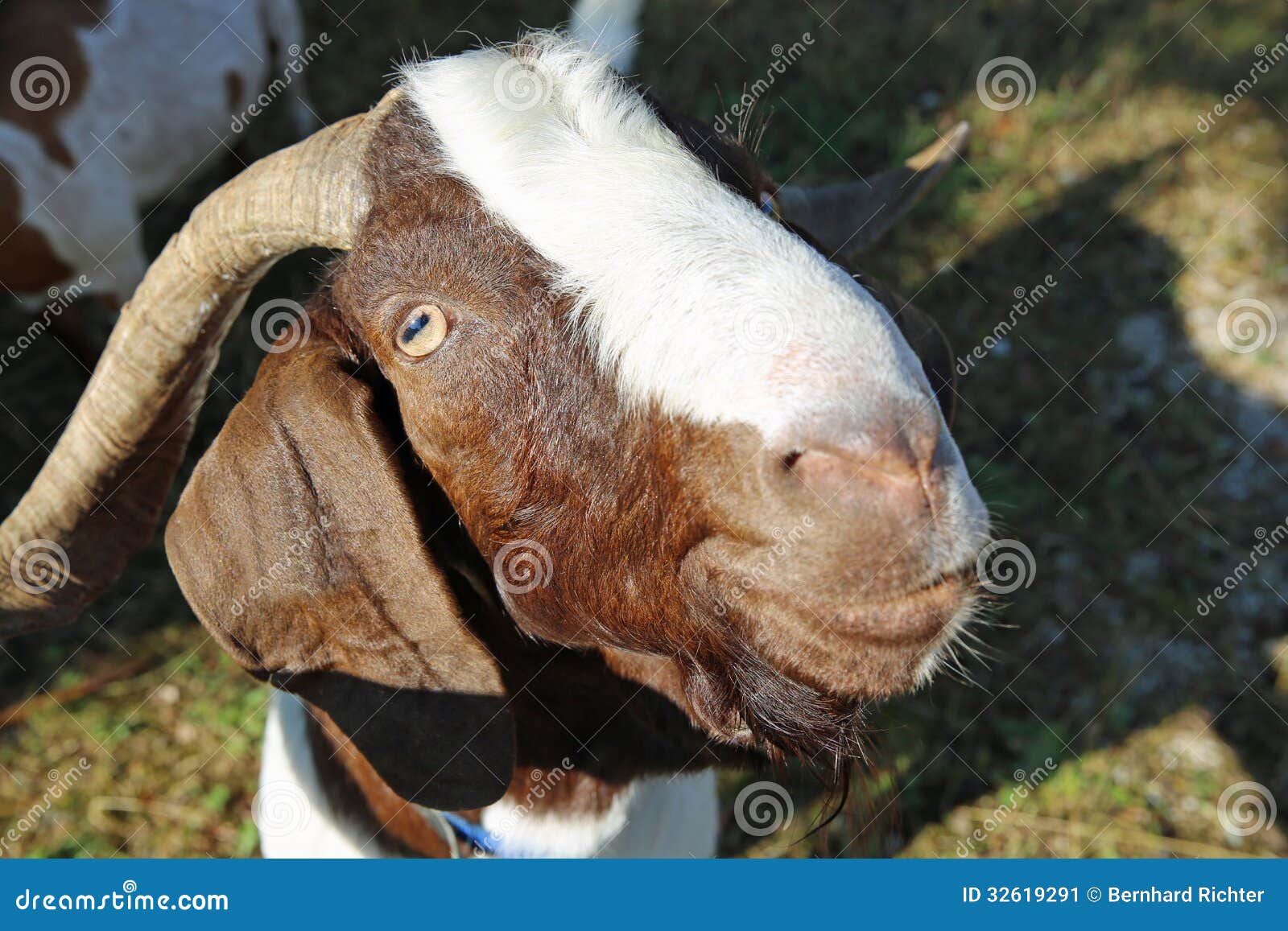 Goat stock image. Image of closeup, meadow, rural, agriculture - 32619291