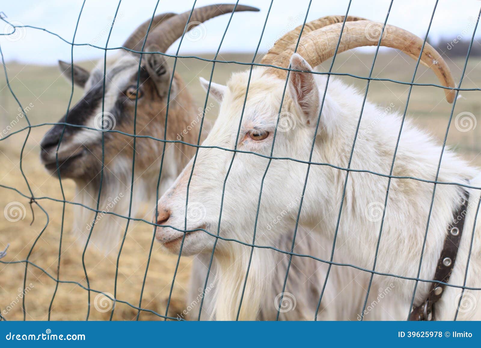 Goat stock photo. Image of shegoat, farmland, mammals - 39625978
