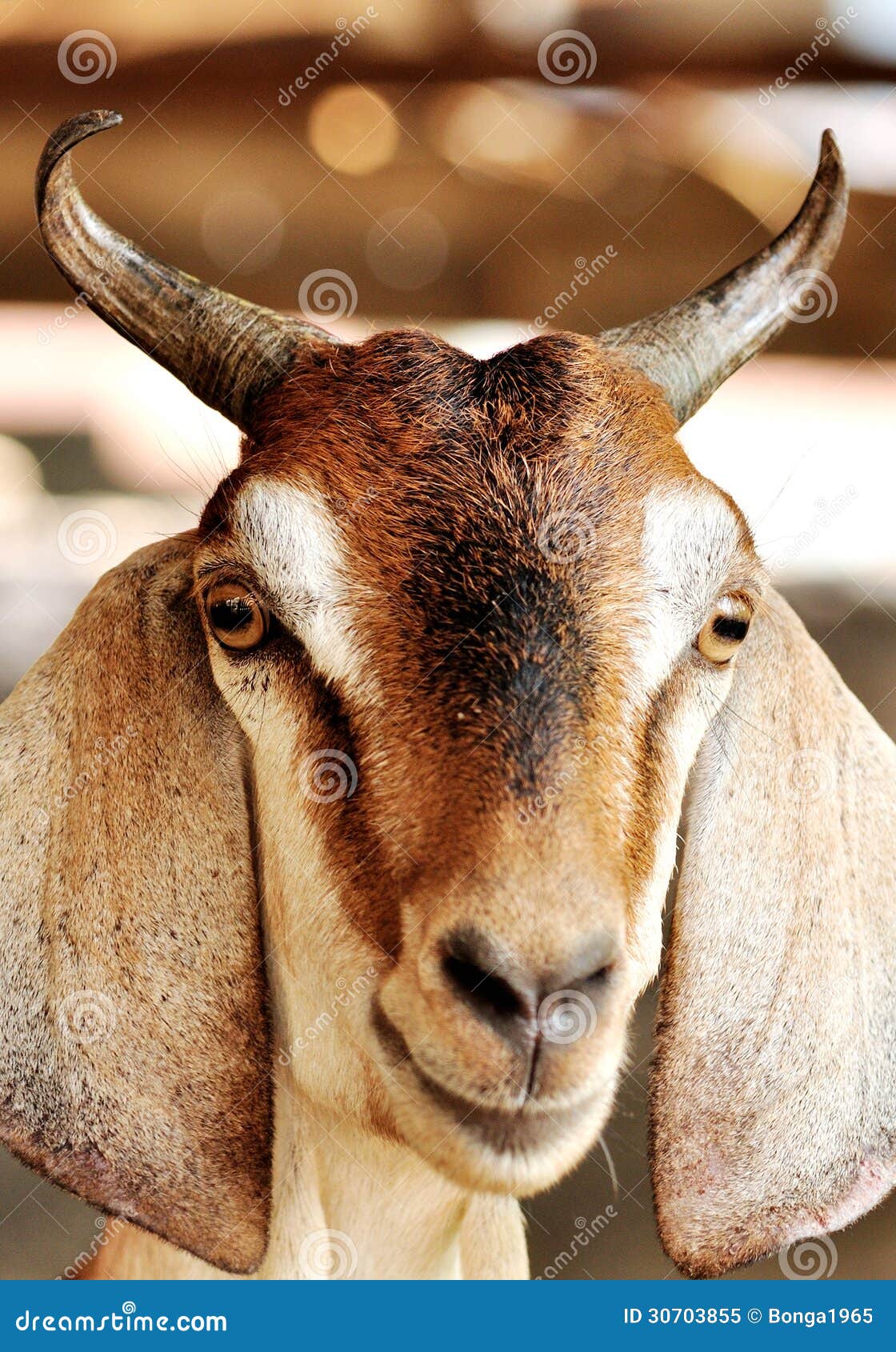 Goat stock image. Image of horns, domestic, life, head - 30703855
