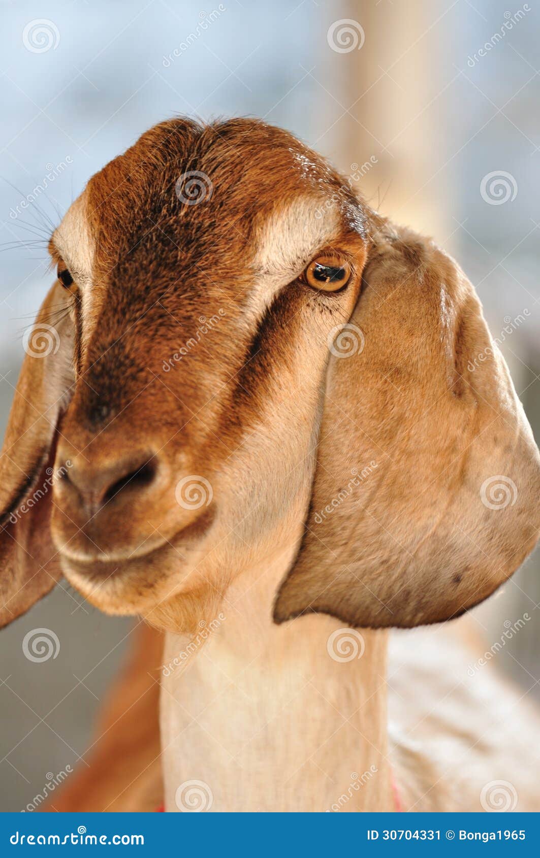 Goat stock image. Image of life, horns, quizzical, head - 30704331