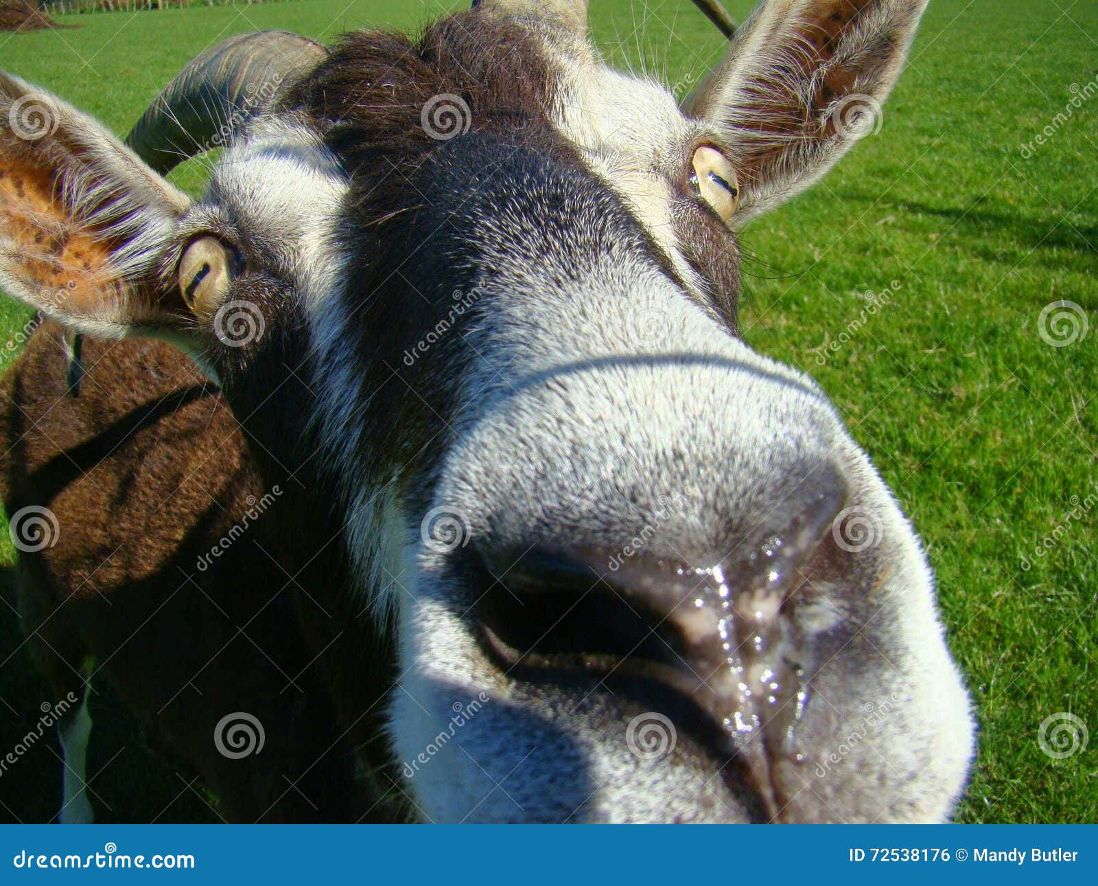 Goat stock photo. Image of goats, animal, goat, nose - 72538176