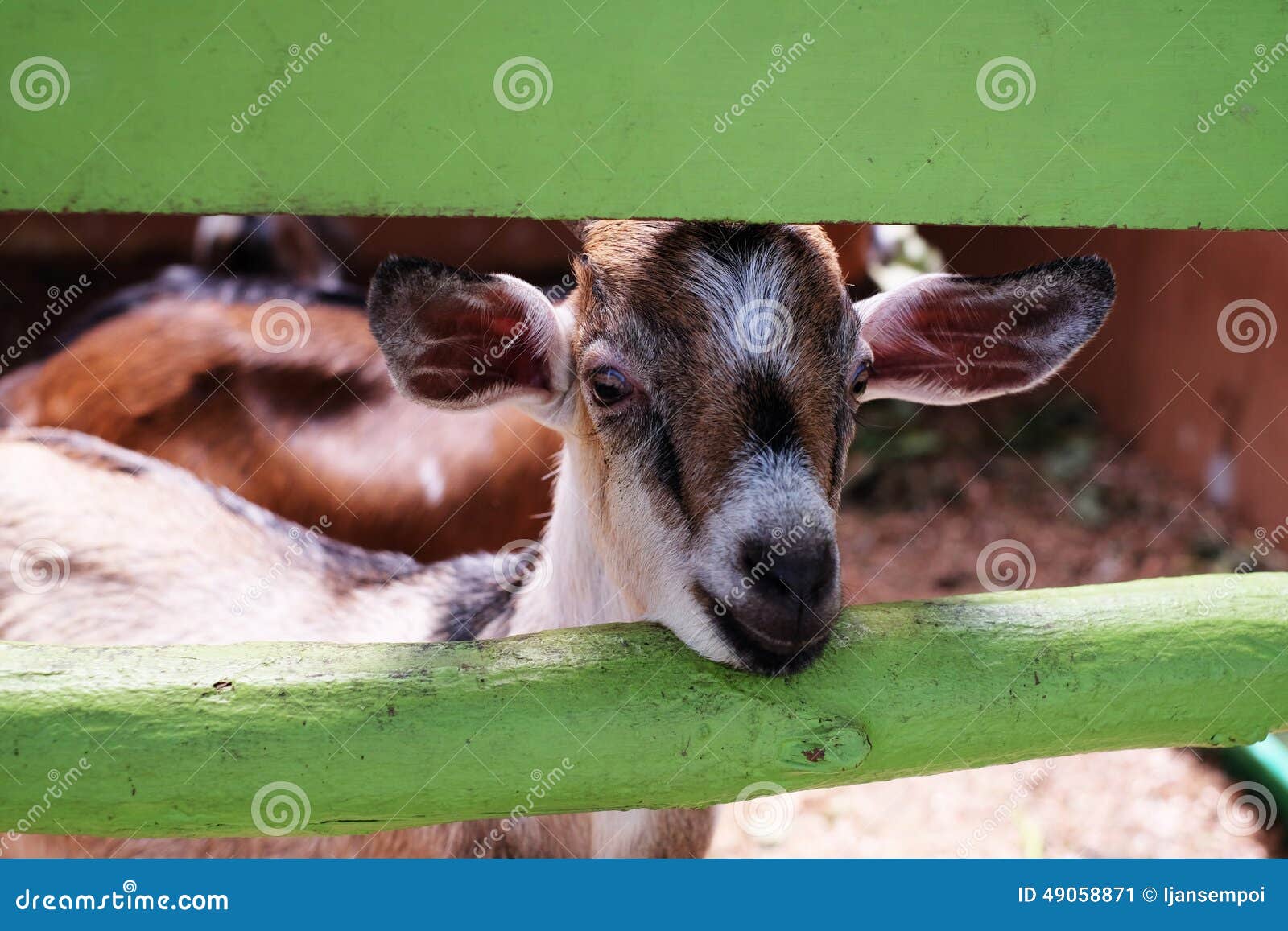 Goat stock image. Image of goat, nature, sheep, heads - 49058871