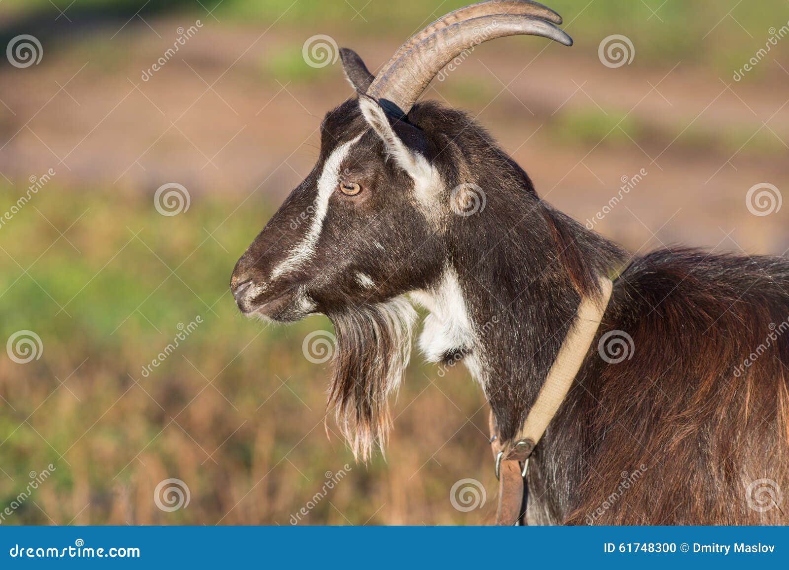 Goat close up stock photo. Image of rural, head, green - 61748300