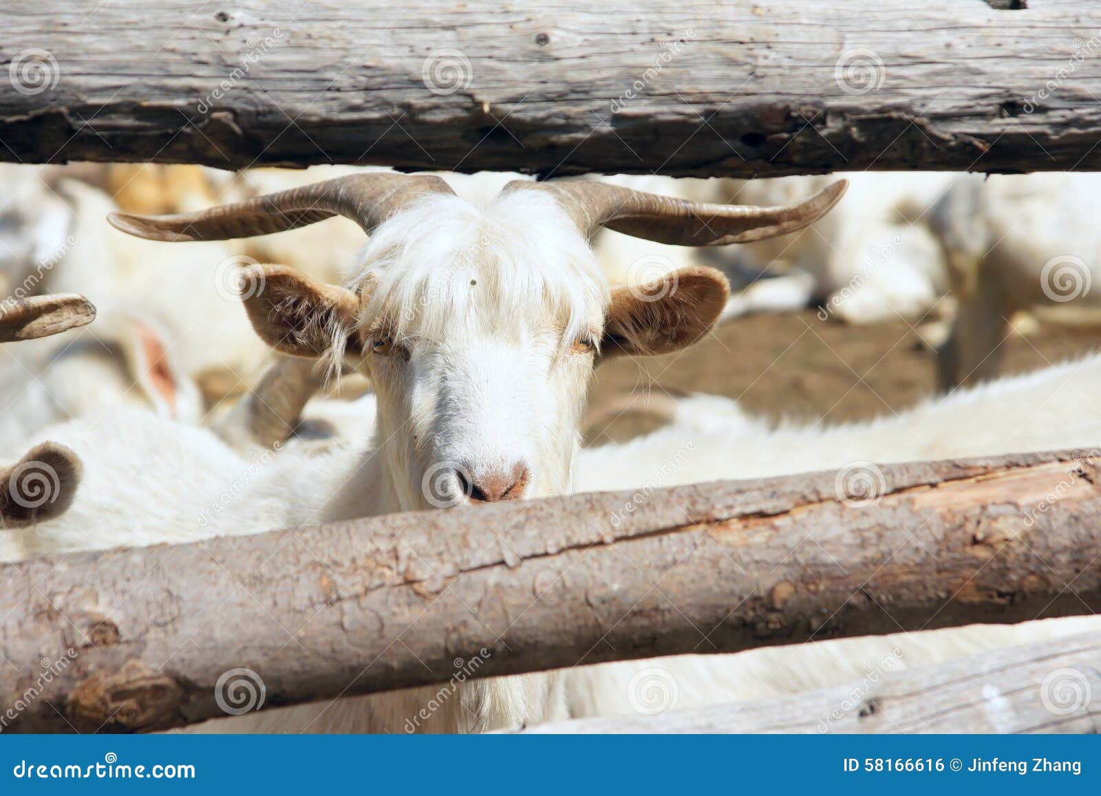 Goat stock photo. Image of white, closeup, stare, staring - 58166616