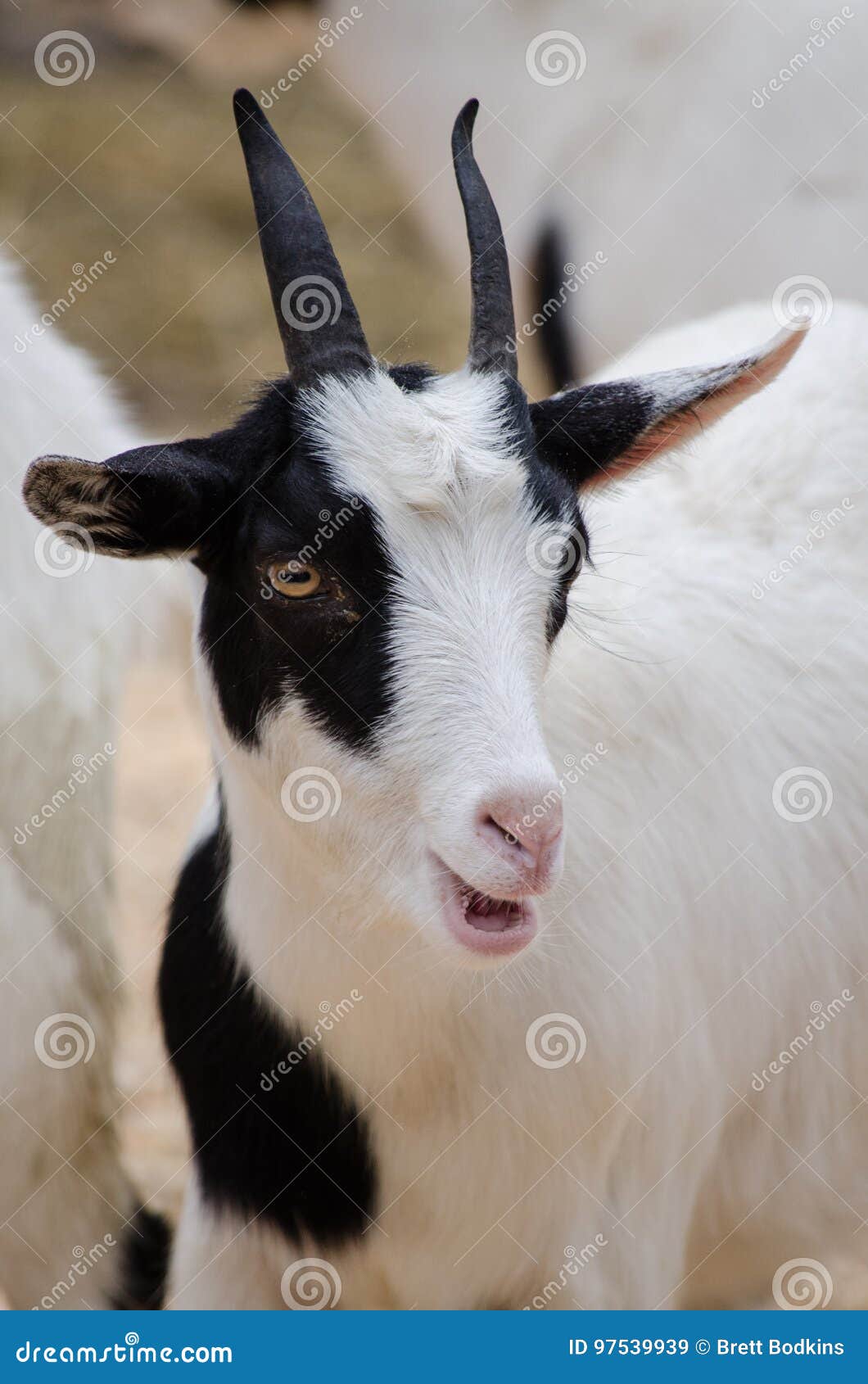 Goat close-up stock image. Image of livestock, sanctuary - 97539939
