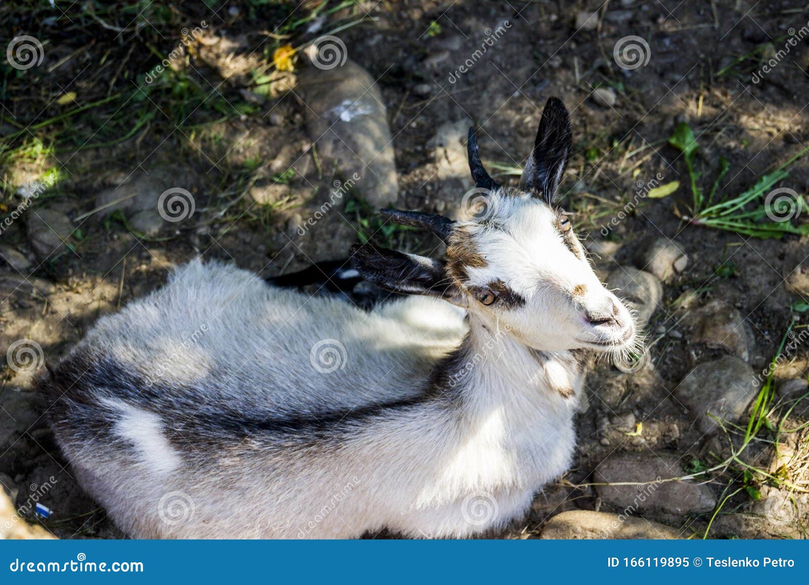 A goat close-up stock image. Image of young, face, head - 166119895