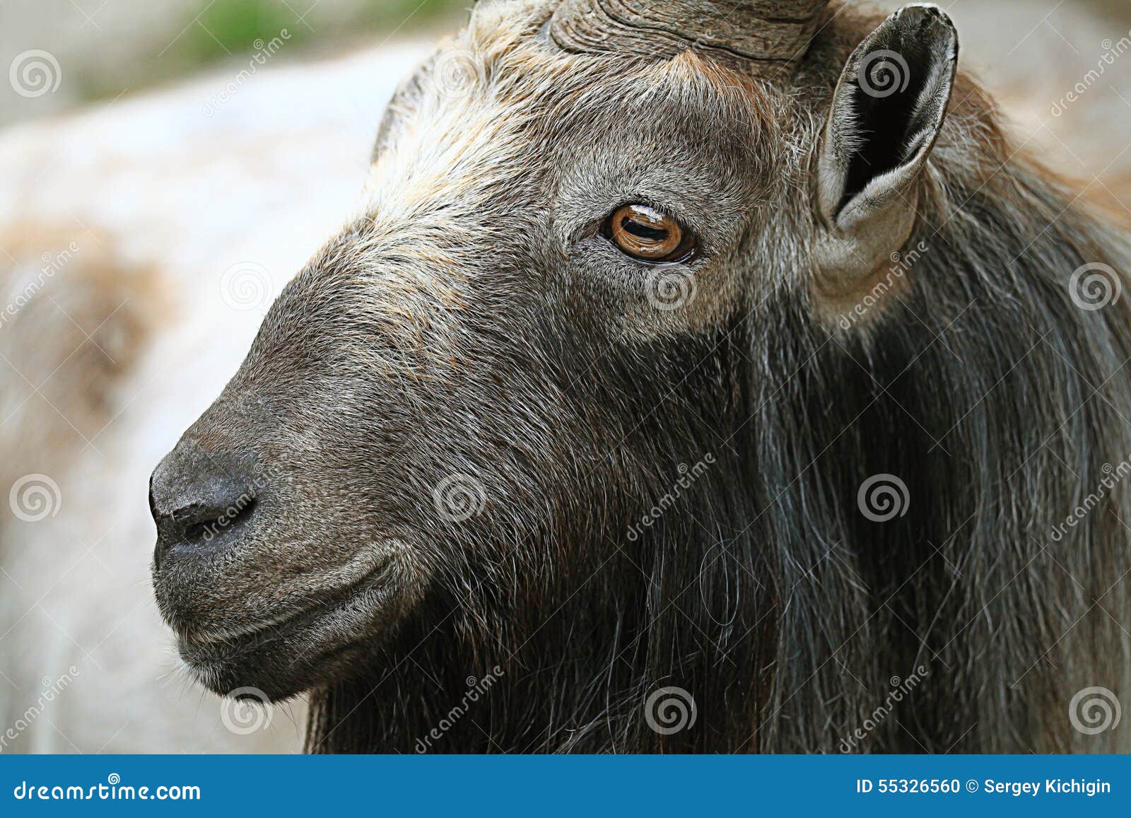 Goat close up stock photo. Image of herd, baby, male - 55326560