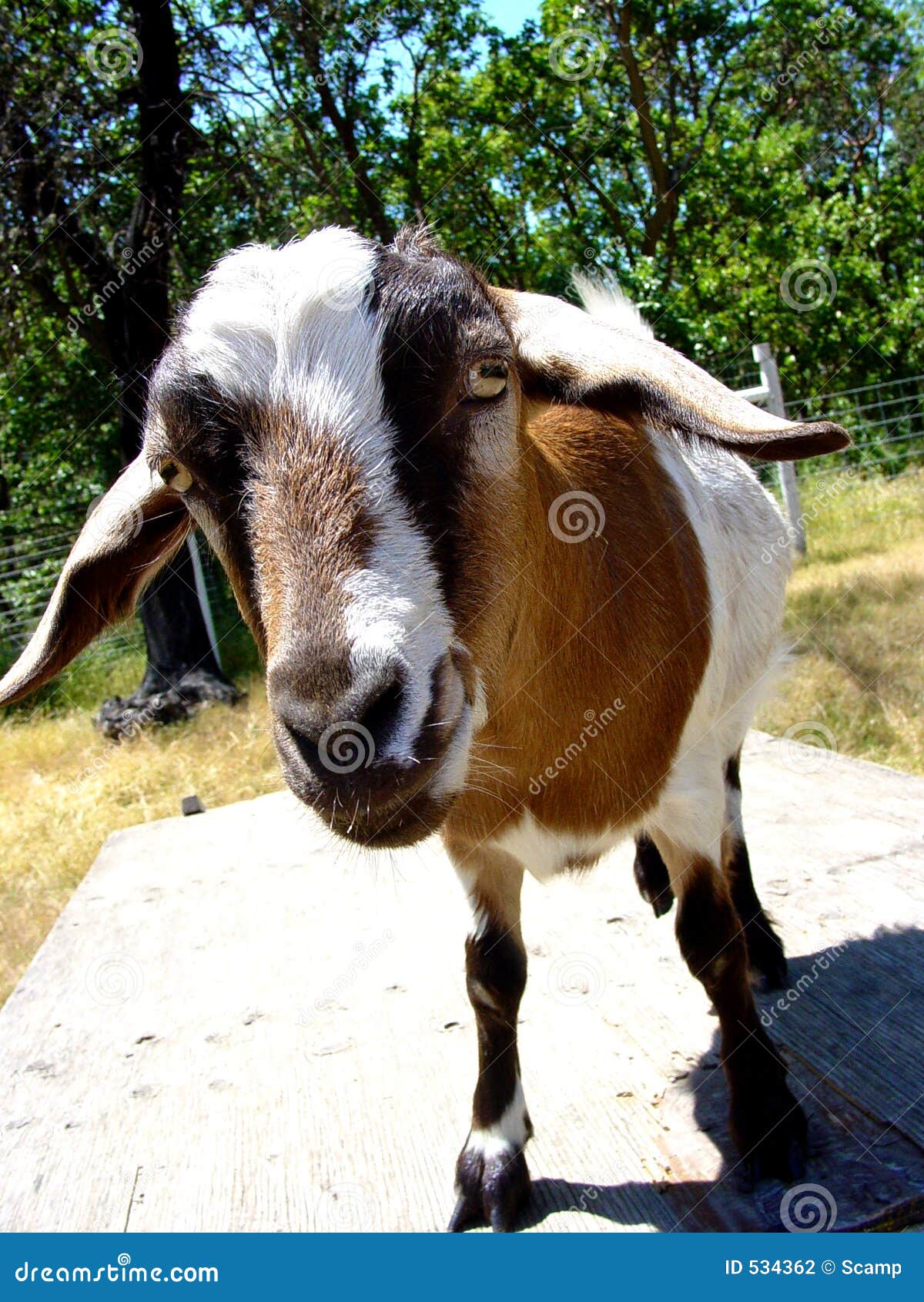 Goofy Goat Stock Photos - Free & Royalty-Free Stock Photos from Dreamstime