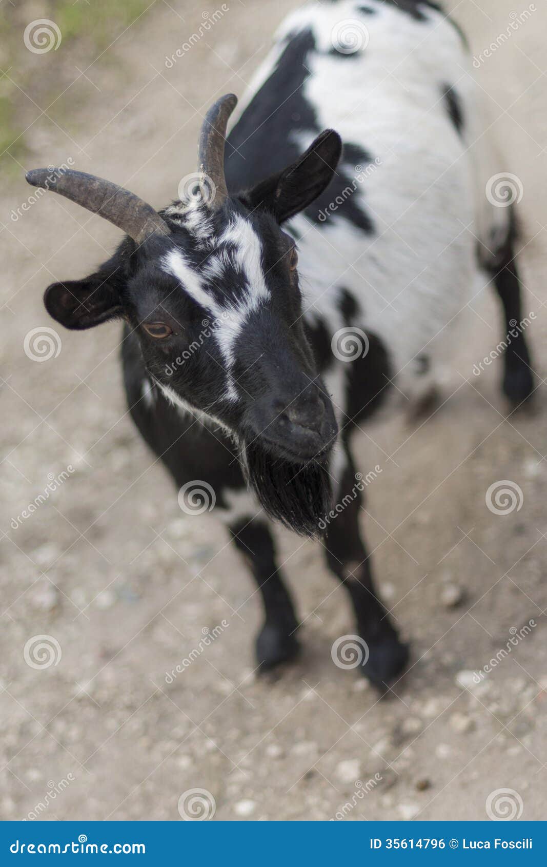 Goat closeup stock photo. Image of park, outdoors, mammal - 35614796