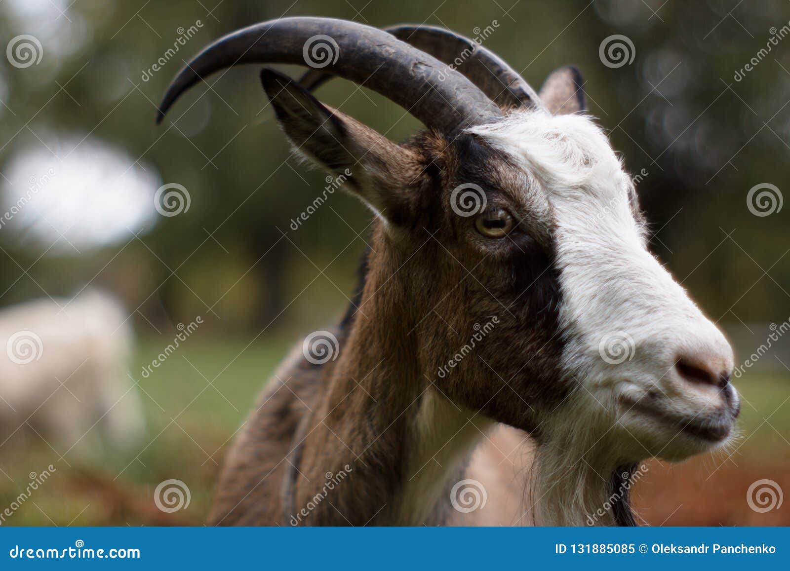 Goat Closeup Face Friendly - Animal, Billy Goat, he-goat Stock Image ...