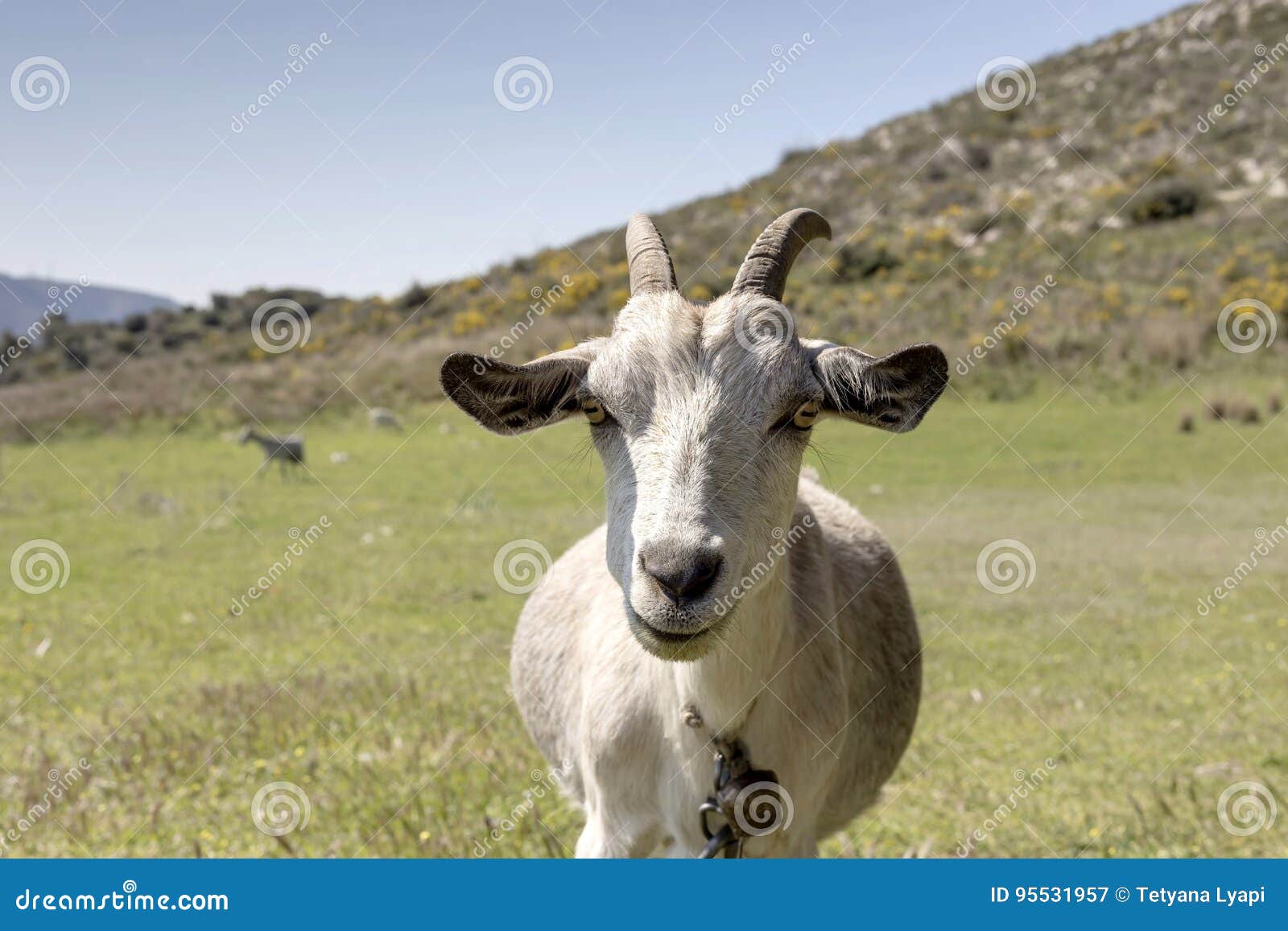 The goat closeup stock image. Image of locality, goat - 95531957