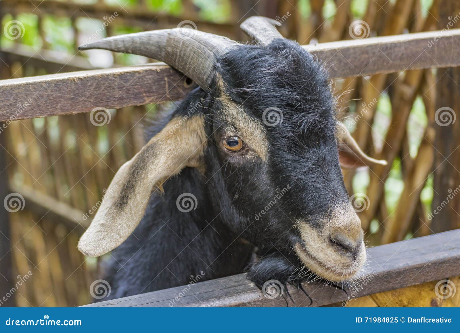 Goat Closeup stock image. Image of close, portrait, mammal - 71984825