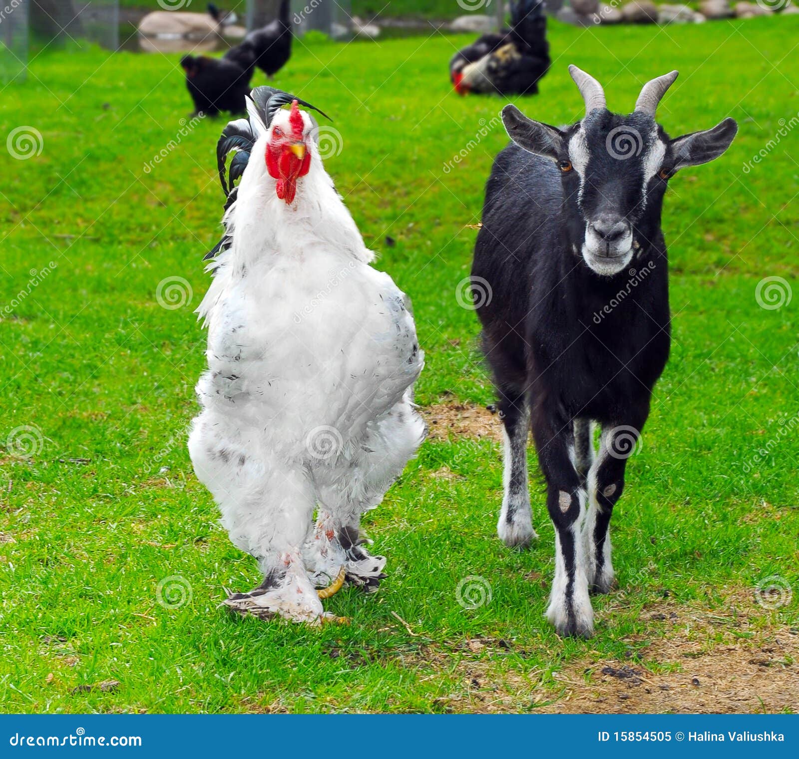 Goat and together stock image. Image of weed, friendship - 15854505