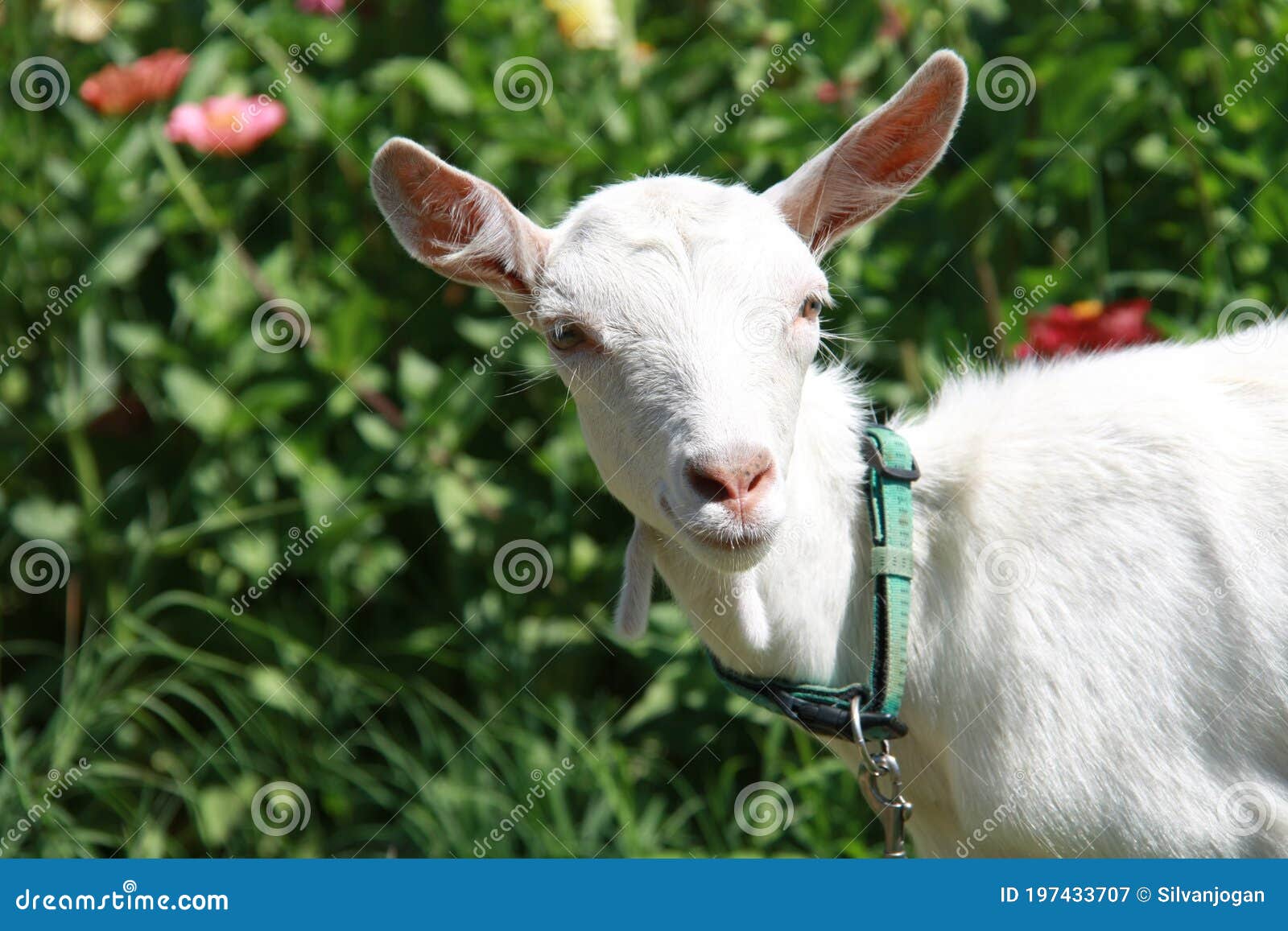 Goat with a collar stock image. Image of poster, pattern - 197433707