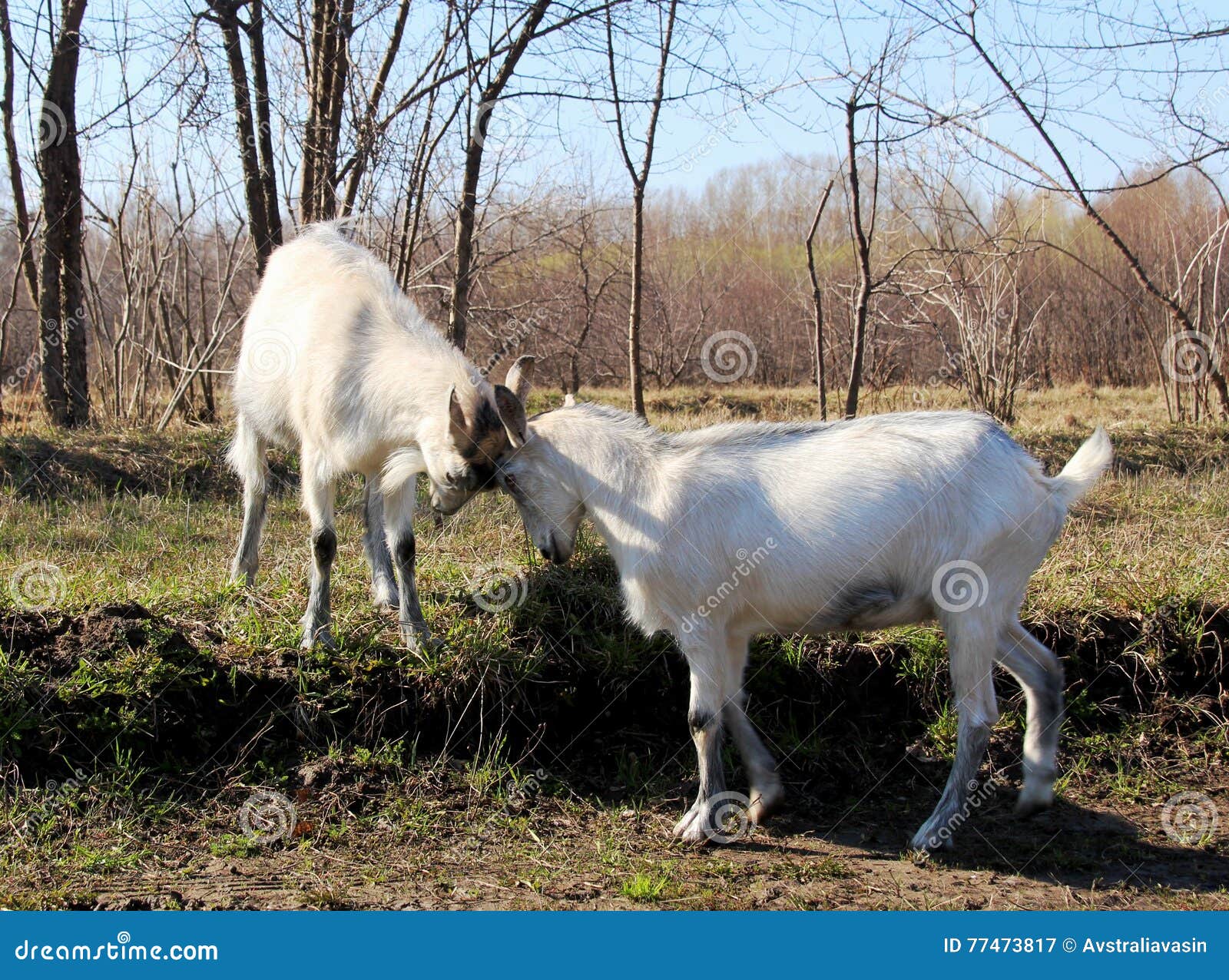 Goat common stock image. Image of farm, cabra, goat, animal - 77473817