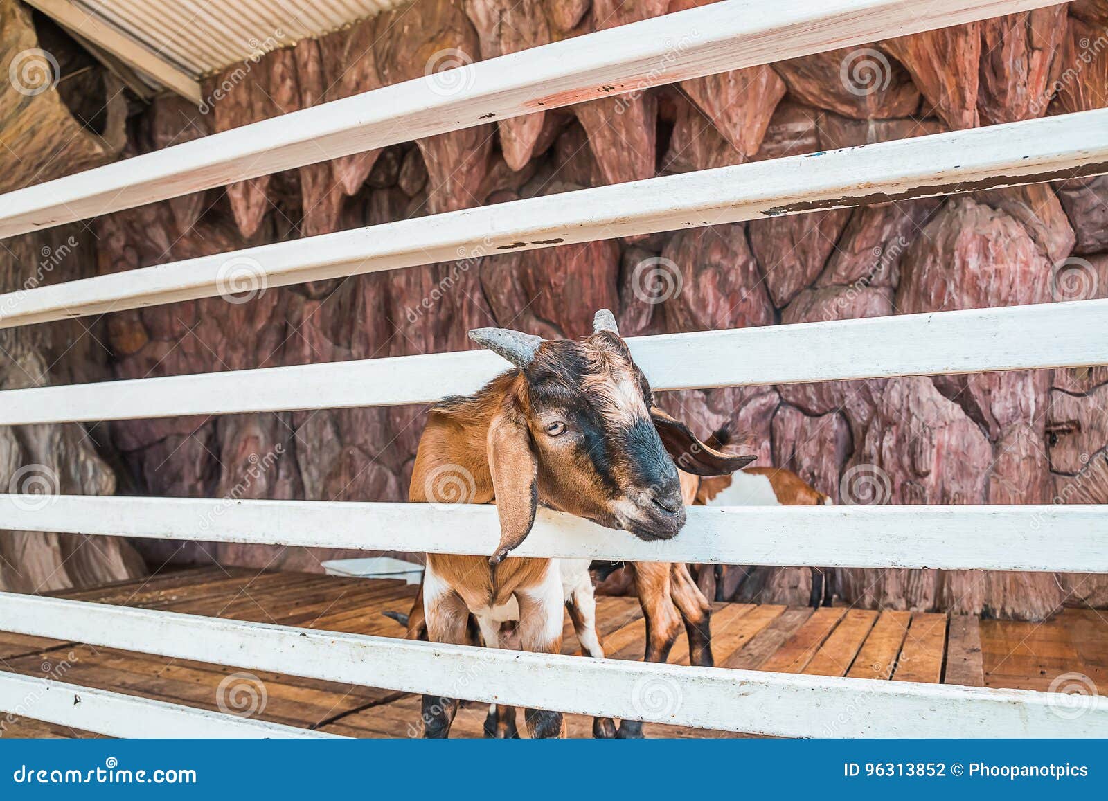 Goat in corral stock photo. Image of goat, farm, stall - 96313852