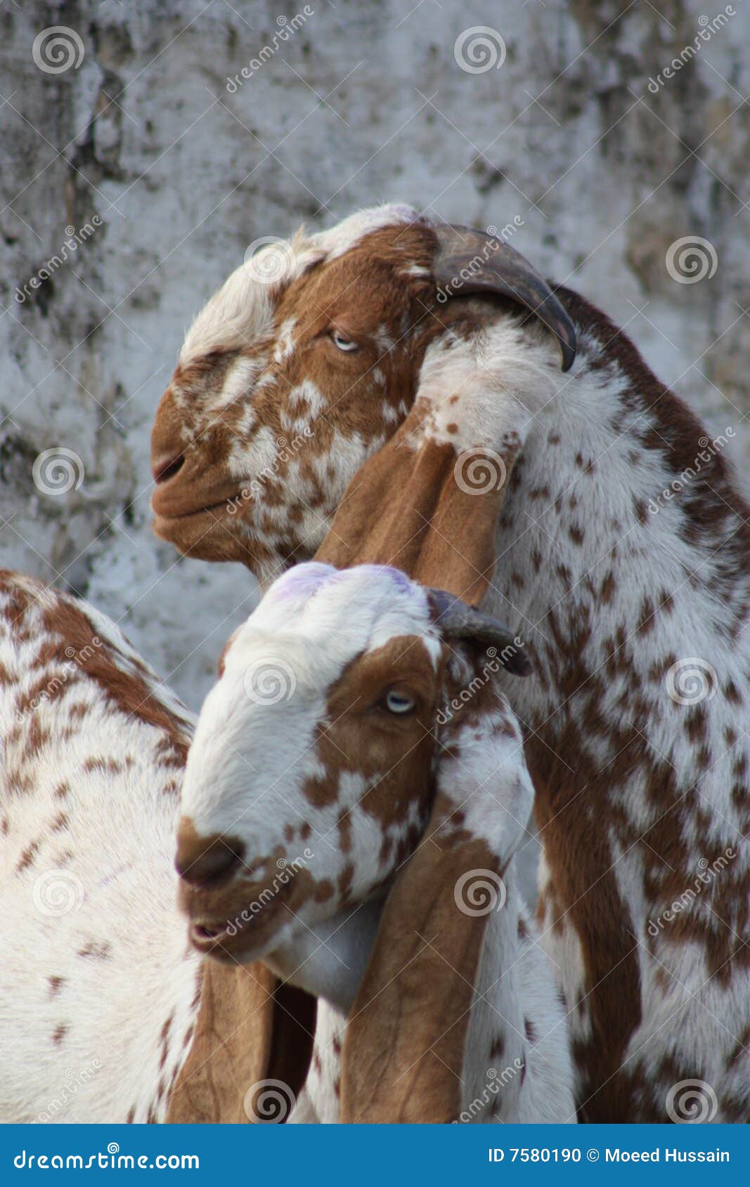 A goat couple. stock photo. Image of pakistan, couple - 7580190