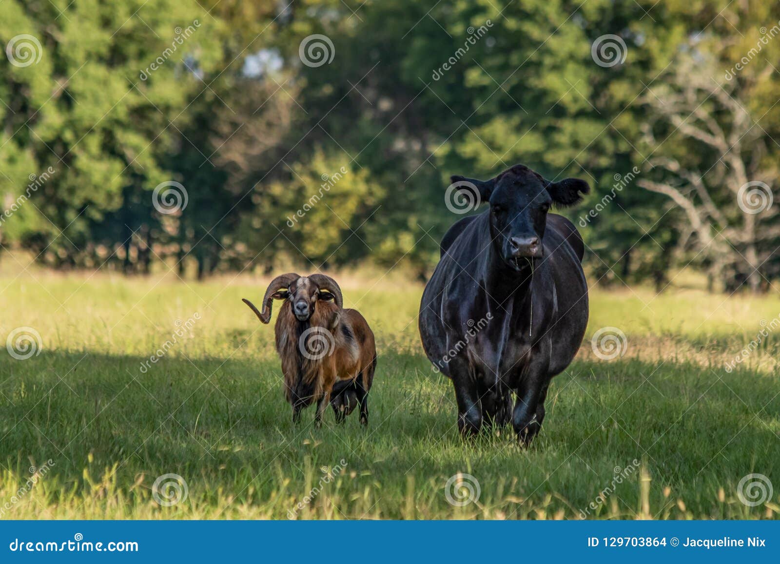 Goat and cow stock photo. Image of field, meadow, sunlight - 129703864