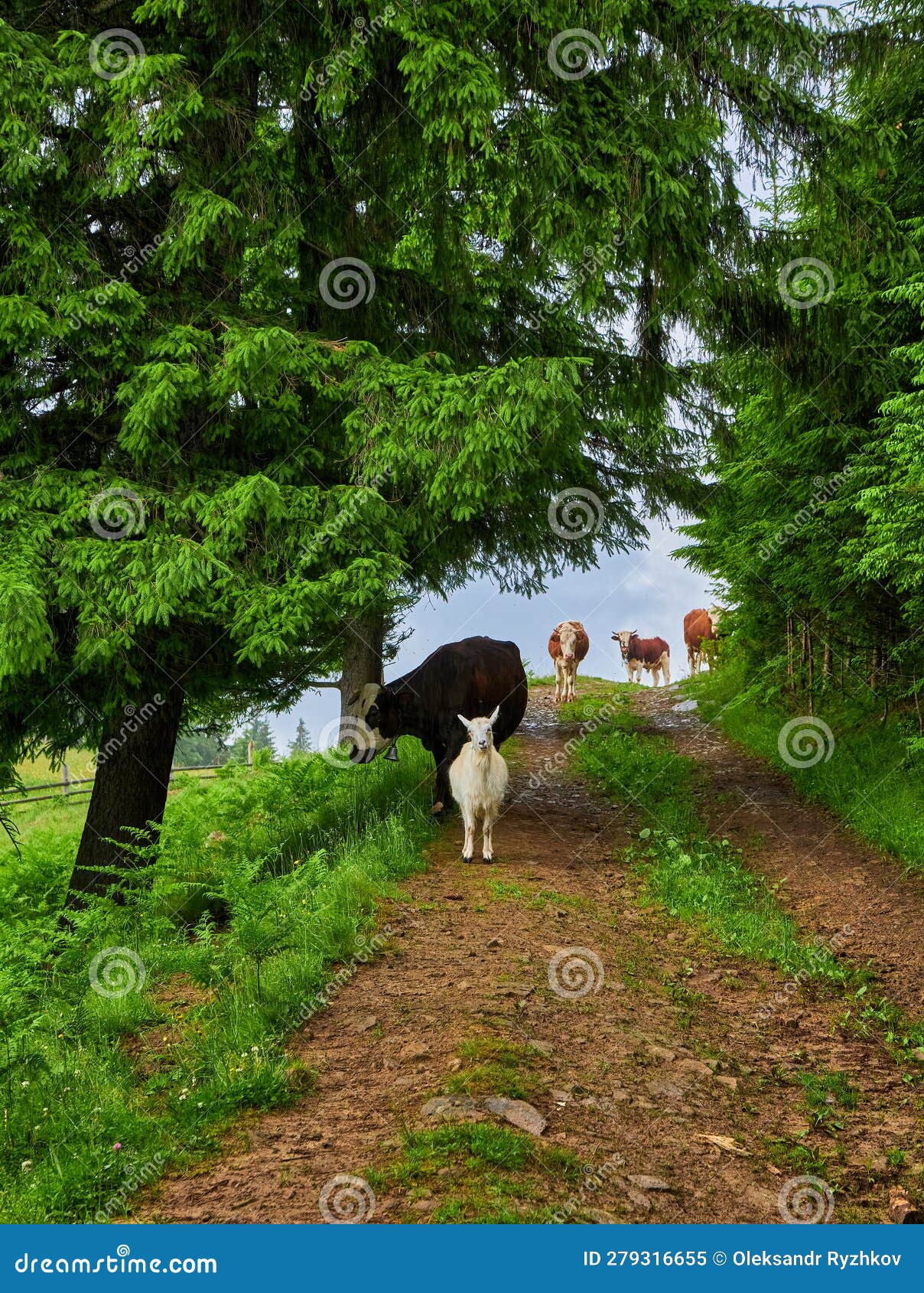 Goat and Cows on Mountain Path Stock Image - Image of outdoor, rural ...