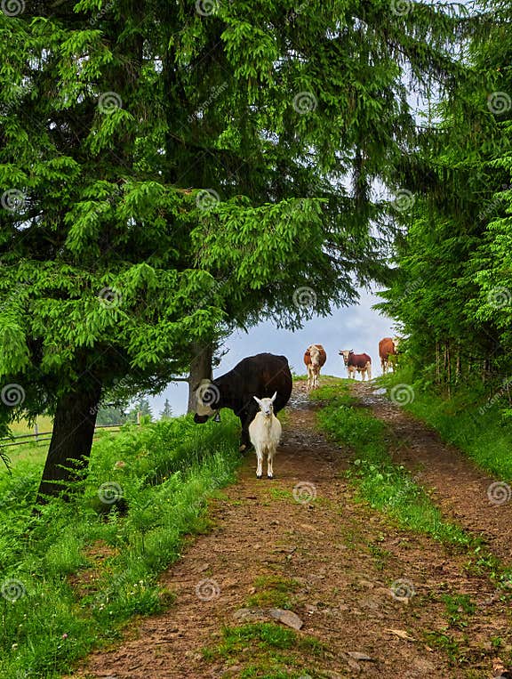 Goat and Cows on Mountain Path Stock Image - Image of outdoor, rural ...