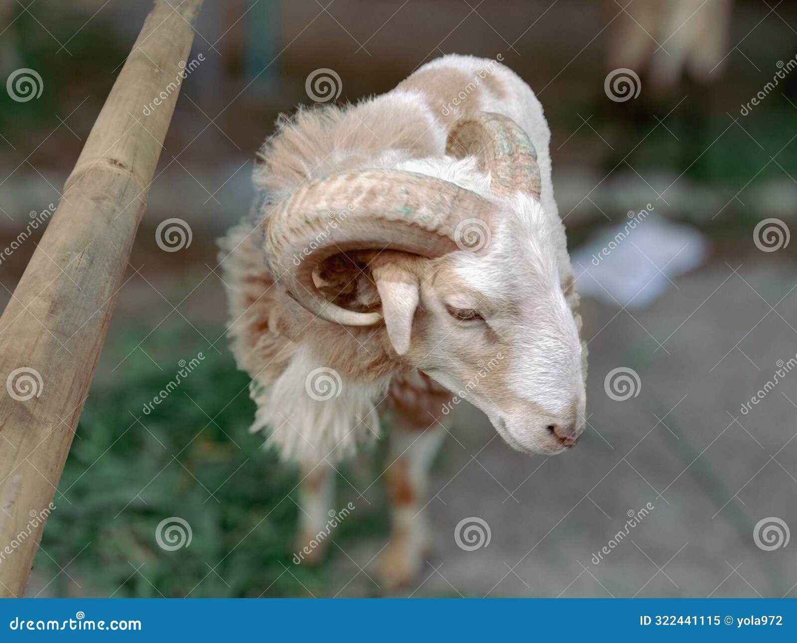 Goat with Cream-colored Horns that Curl Backwards Stock Image - Image ...
