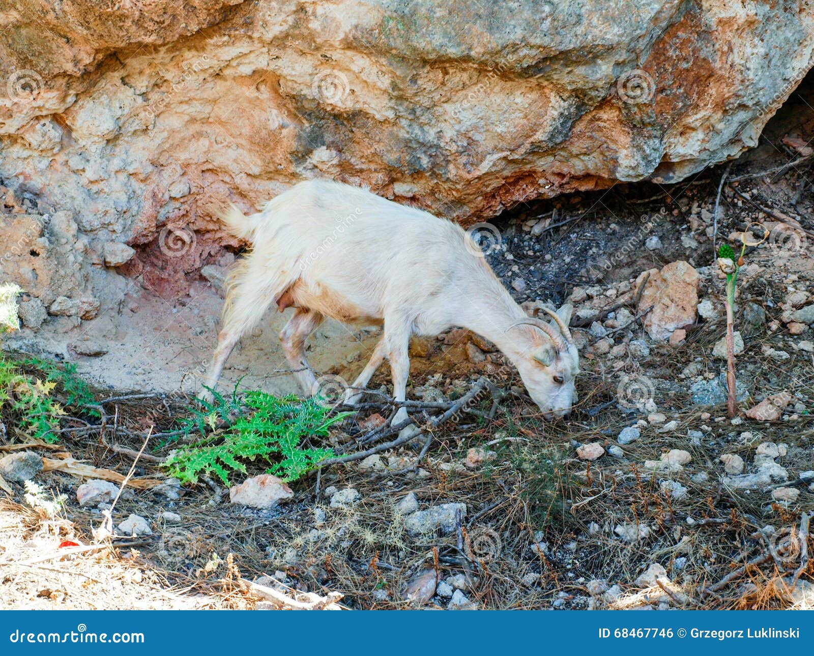 Goat Crete stock photo. Image of mountain, crete, rocks - 68467746