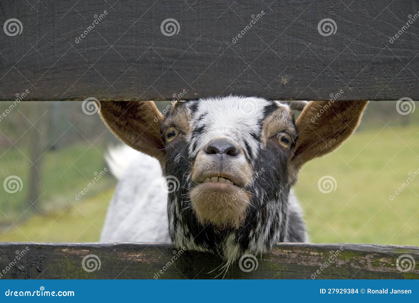 Goat Crosses Its Head through the Fence Stock Photo - Image of headline ...