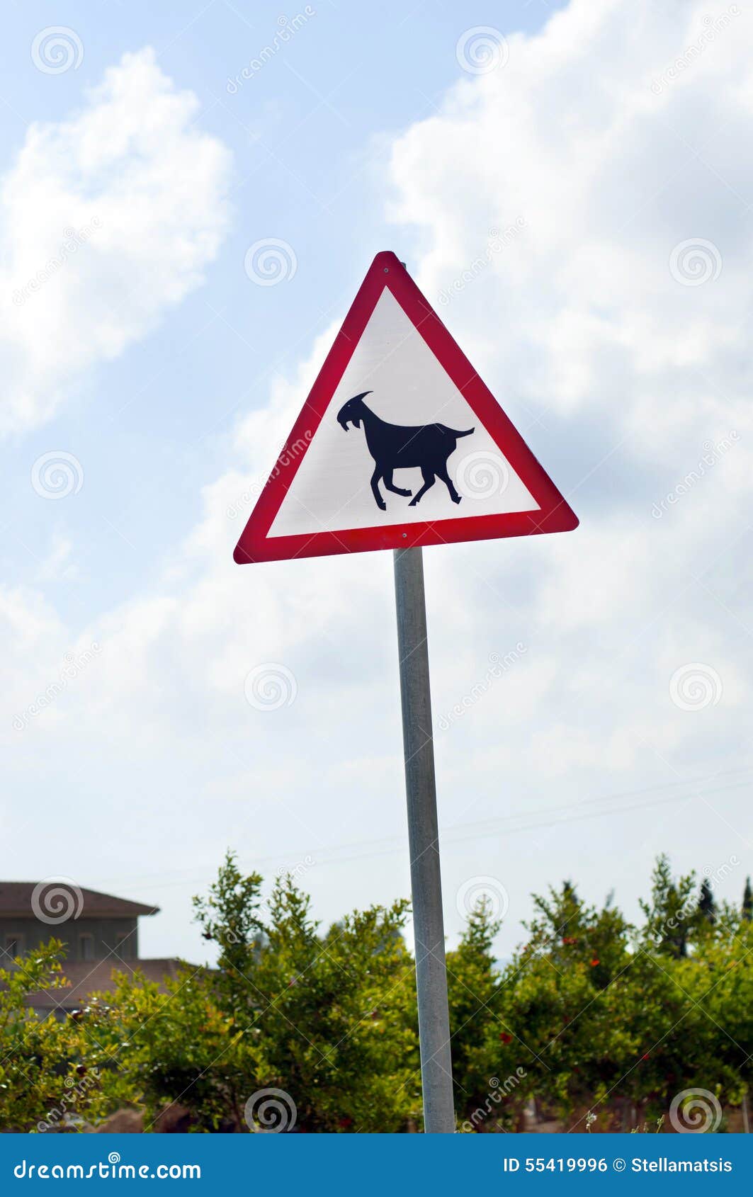 Goat crossing stock photo. Image of cyprus, attention - 55419996