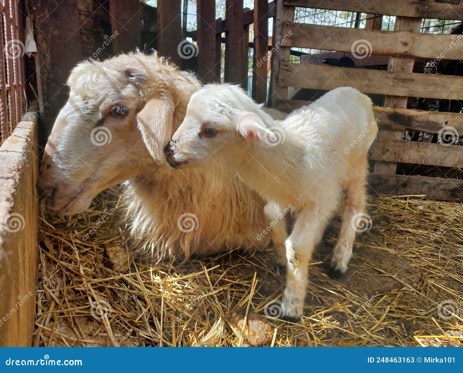 Goat cub Small soft stock image. Image of squirrel, branch - 248463163