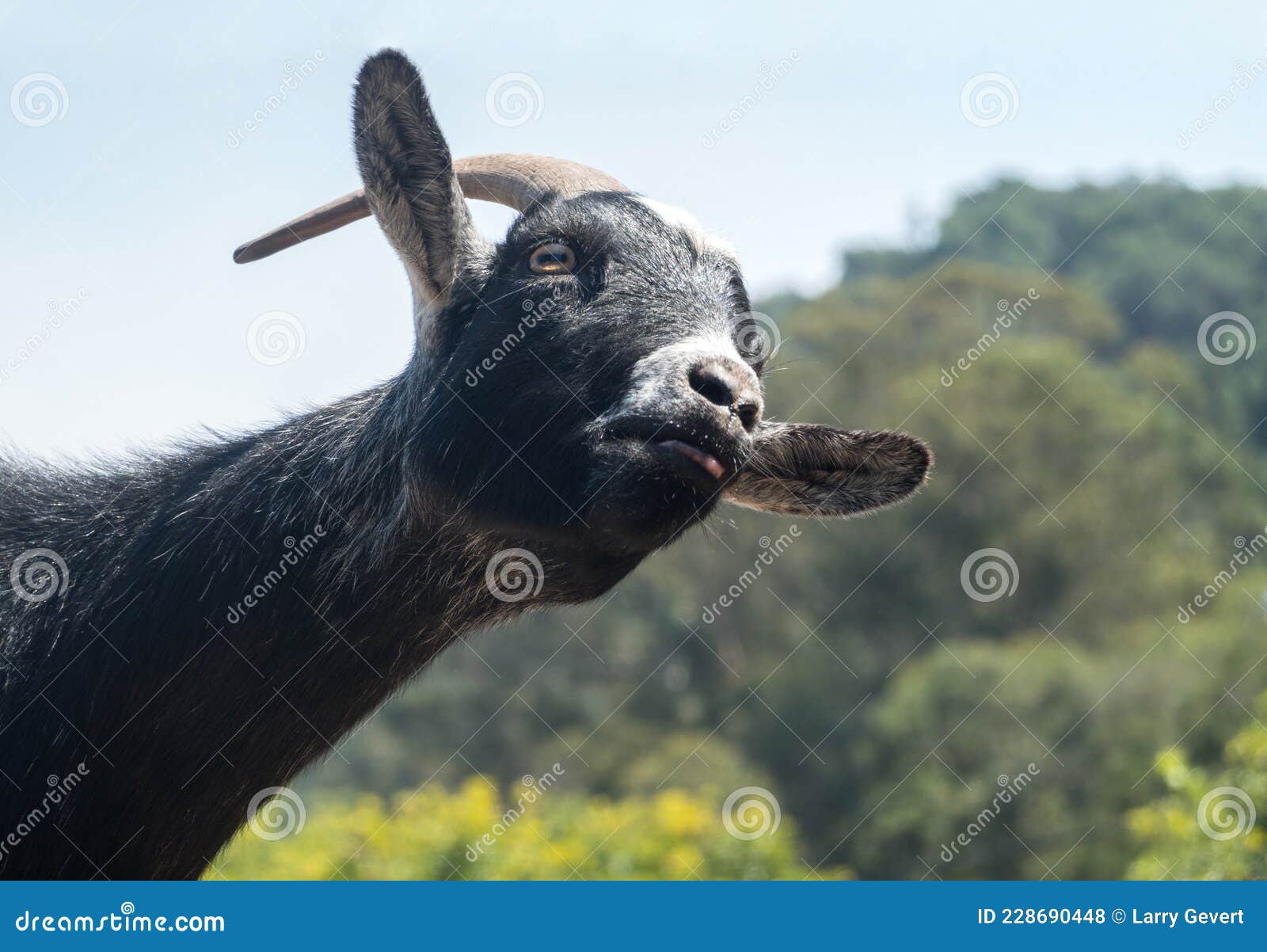 Goat with a Curious Expression Stock Photo - Image of farm, mountain ...