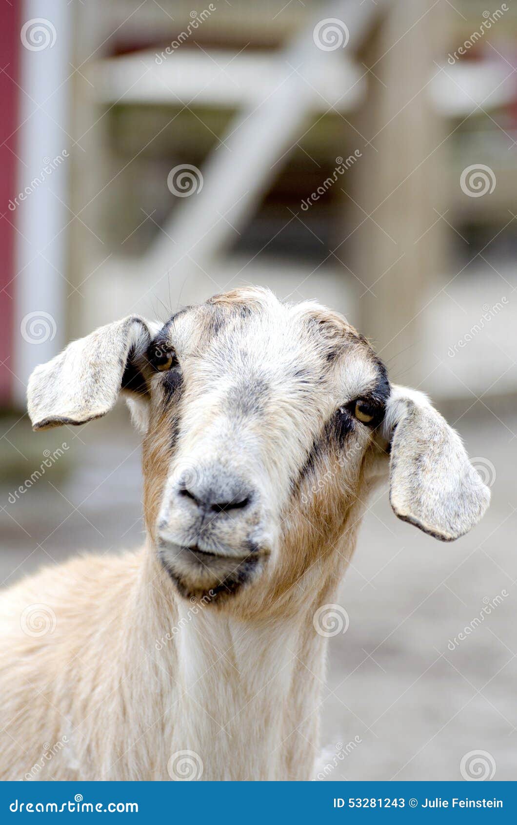Goat stock image. Image of domestic, goat, capra, barnyard - 53281243