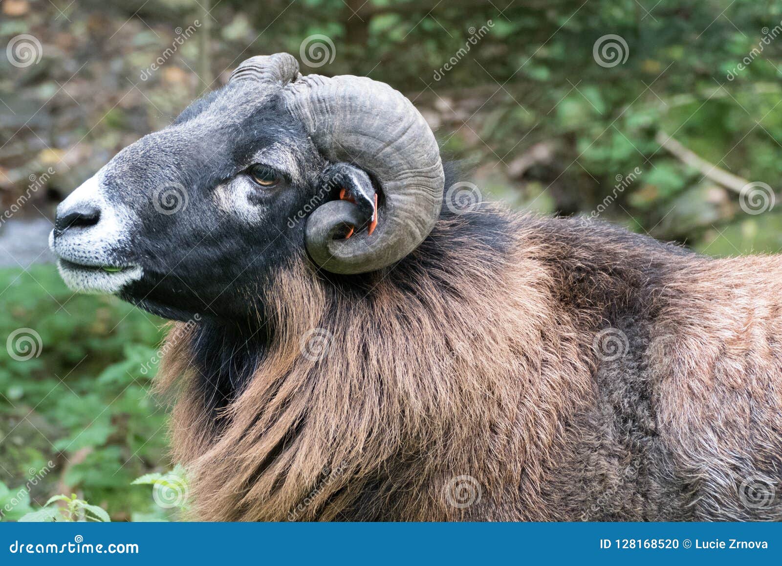 Goat with a curious look stock photo. Image of america - 128168520