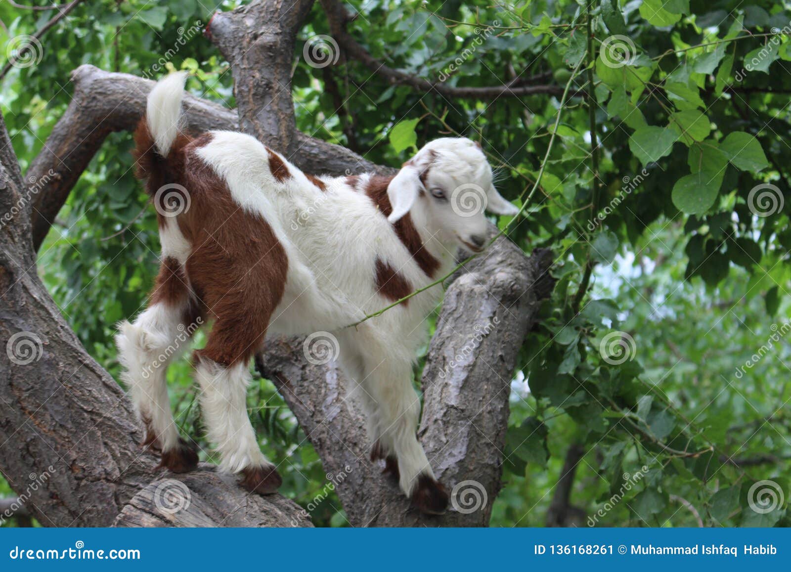 Goat stock image. Image of cute, goat, tree, grazzing - 136168261