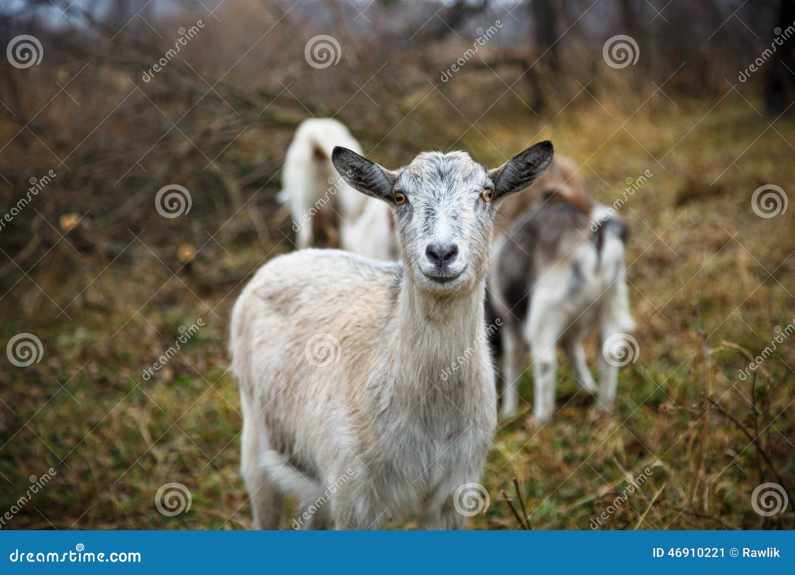 Goat stock image. Image of cute, meadow, farm, female - 46910221