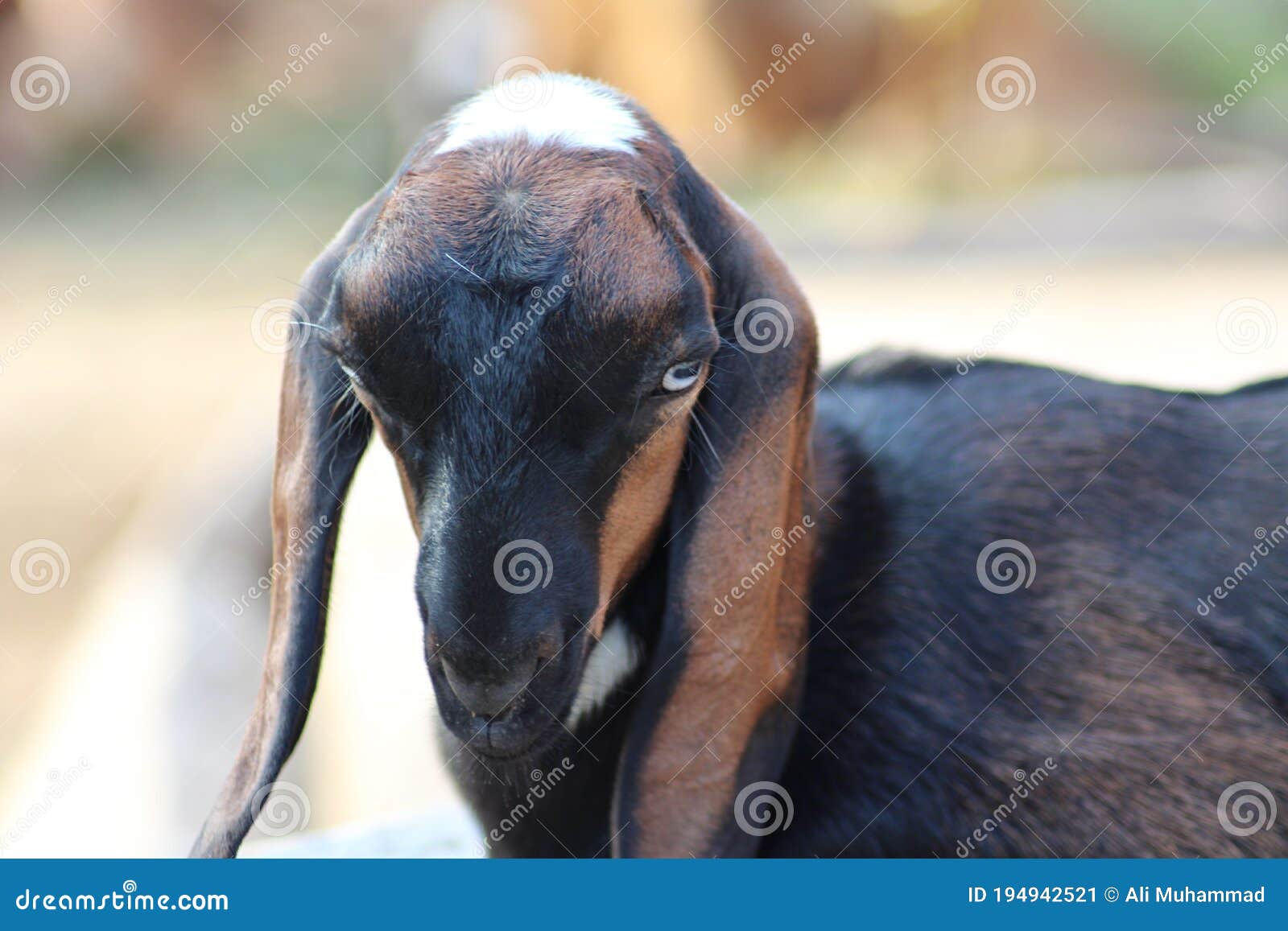 Goat a Dairy Animal from Indian Breed of Goats Stock Image - Image of ...
