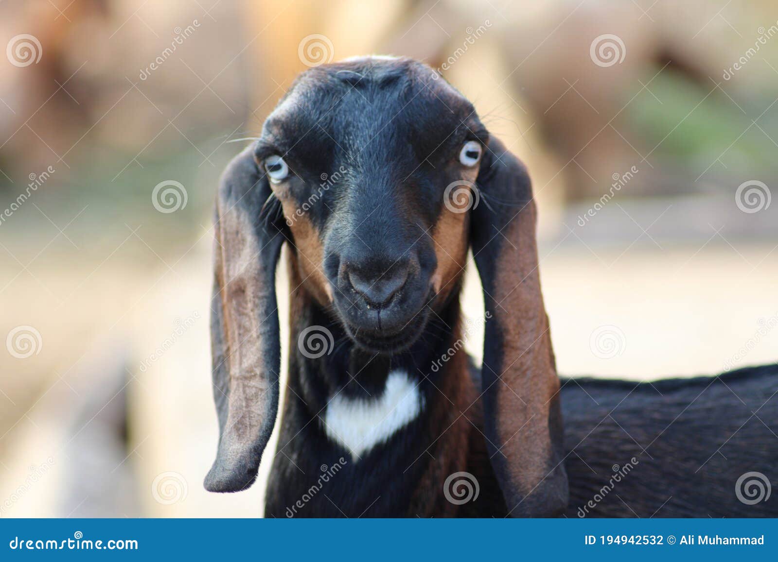 Goat a Dairy Animal from Indian Breed of Goats Stock Photo - Image of ...